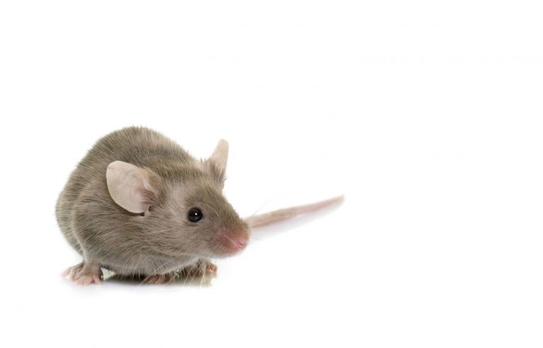 Mice Control Peterborough | Mouse Exterminator Peterborough | The ...
