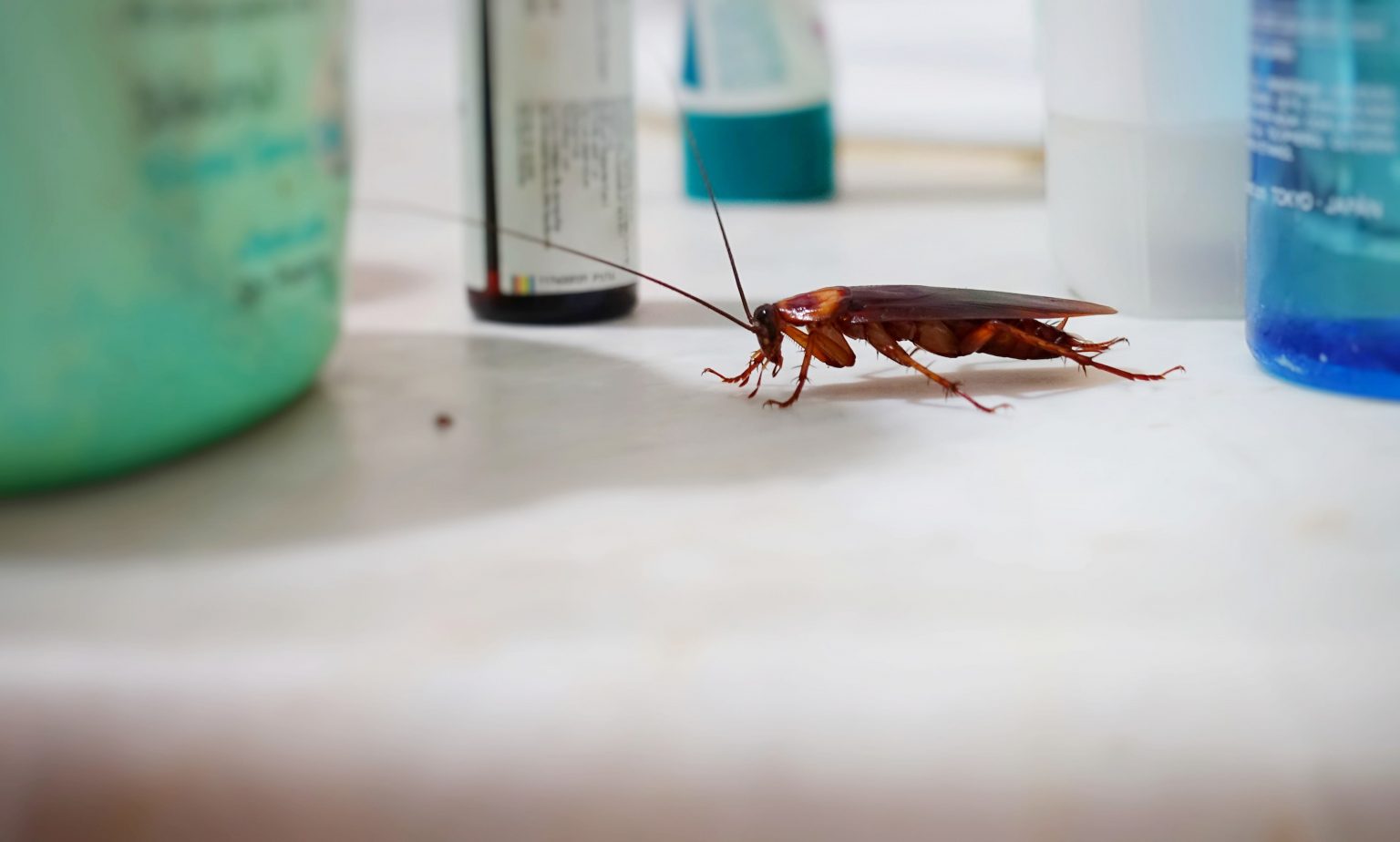The Best Way to Get Rid of a Cockroach Infestation - Exterminator ...