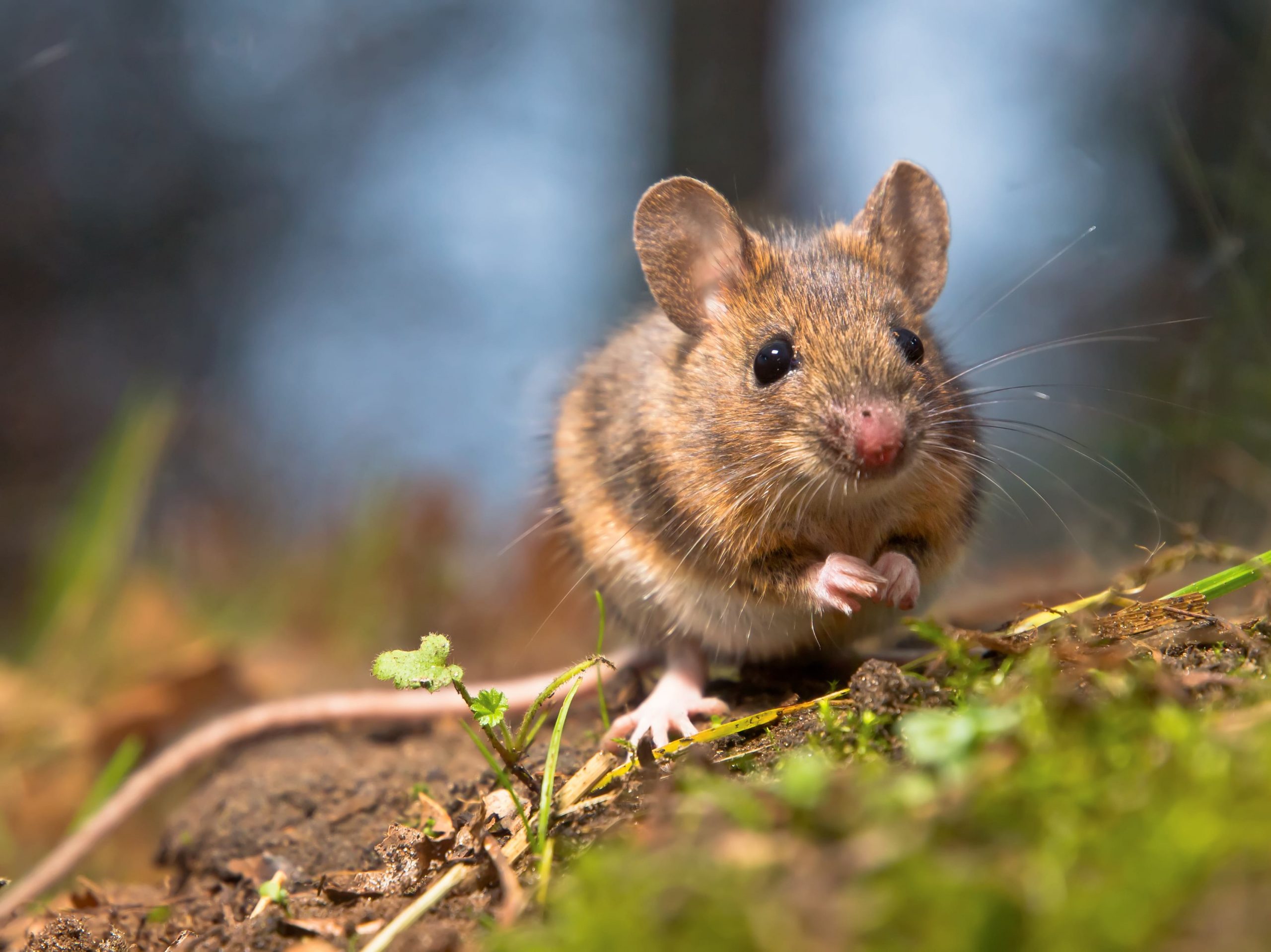 Why Do Mice Come in My Home During the Summer? - Exterminator Peterborough